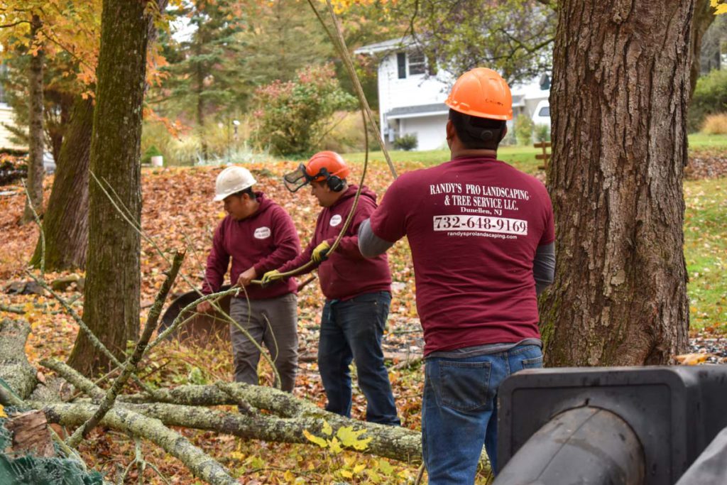 Tree Services in Central NJ - Randy's Pro Tree Service